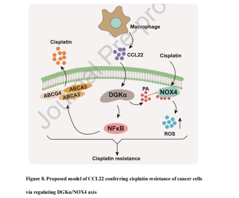 Drug Resistance Updates：肿瘤相关巨噬细胞(TAM)分泌的CCL22阻断顺铂对ESCC细胞的生长抑制和促凋亡的作用 - 知乎