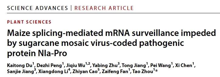 Science Adv | 中国农业大学周涛课题组揭示玉米剪接因子ZmU2AF65B调控mRNA监测通路及其被病毒蛋白阻遏的机制 - 知乎
