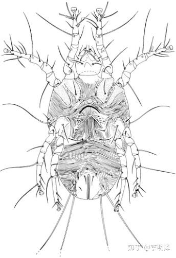 机翻|尘螨 - 知乎
