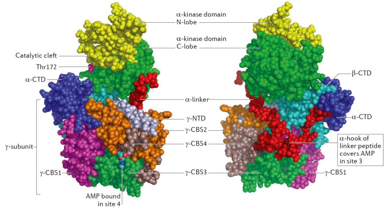 图说AMPK及其信号通路的功能 - 知乎