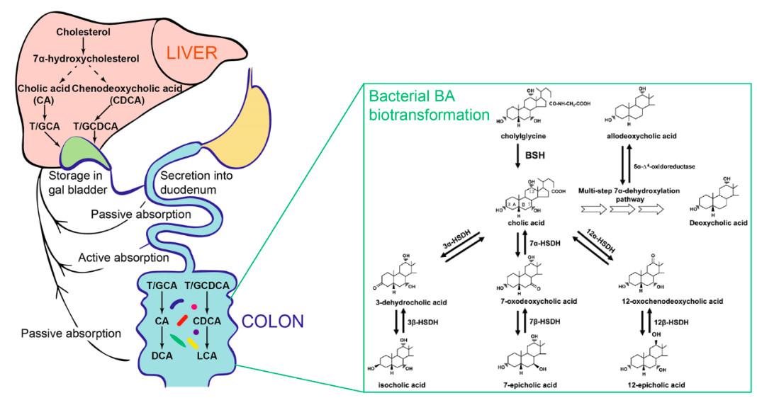 【重磅】Nature | 利用微生物胆汁酸代谢物对宿主肠道特异细胞的稳态研究 - 知乎