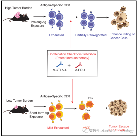 双面IFN-γ - 知乎