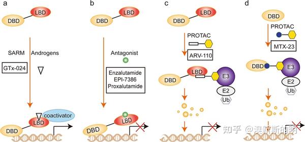 靶向“不可成药”转录因子的当前策略与进展 - 知乎
