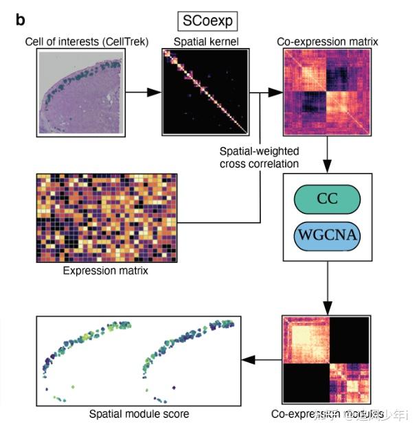 10X单细胞空间联合分析之十一（CellTrek） - 知乎