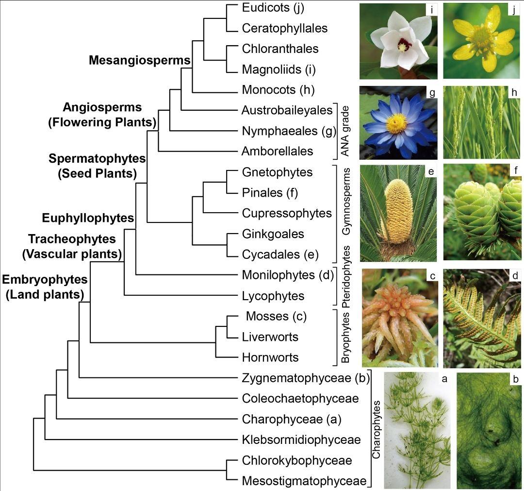 我整理出了植物所有科系统发生树！（植物各科进化树） - 知乎