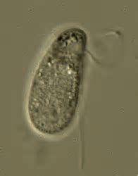 【古菌域全系列14】隐藻界Cryptista：隐于世间而影响世界 - 知乎