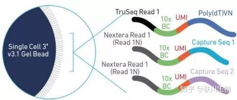 Cell Hashing技术介绍 | 单细胞专题 - 知乎