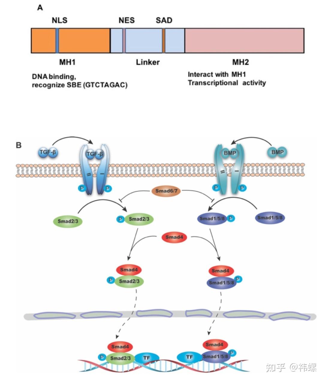 TGF-β 信号通路相关综述（5） - 知乎