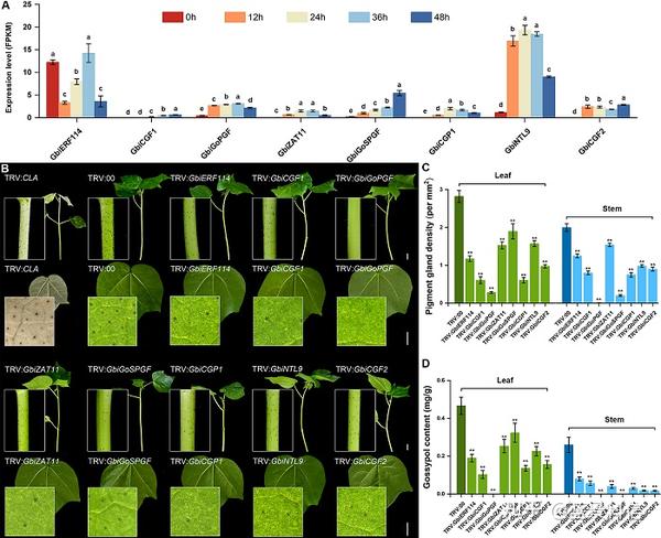 scRNA-seq及DAP-seq技术联合应用揭示了比克氏棉色素腺体的发育轨迹和转录调控网络；DAP-seq技术助力发表Molecular ...