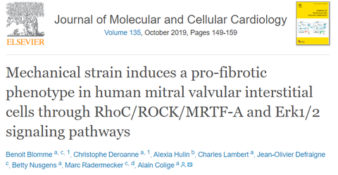 机械应变通过 RhoC/ROCK/MRTF-A 和 Erk1/2 信号通路在人二尖瓣膜间质细胞中诱导促纤维化表型 - 知乎