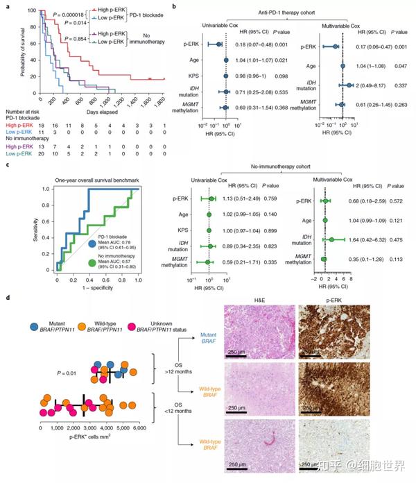 Nature cancer | ERK1/2磷酸化预测抗PD-1免疫治疗后的生存率 - 知乎