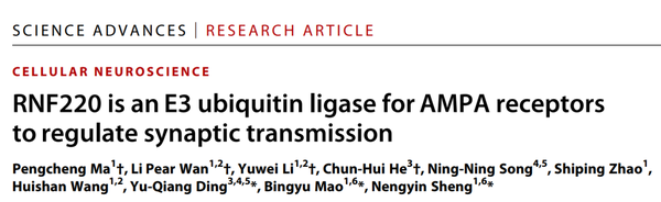 Sci Adv | 盛能印/毛炳宇/丁玉强团队合作发现AMPA受体泛素化在兴奋性突触功能调控中的新机制 - 知乎