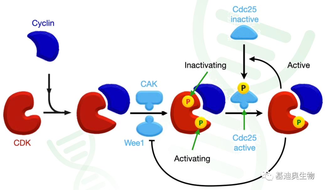 所有肿瘤都会发生异常的通路——Cell cycle信号通路（一） - 知乎