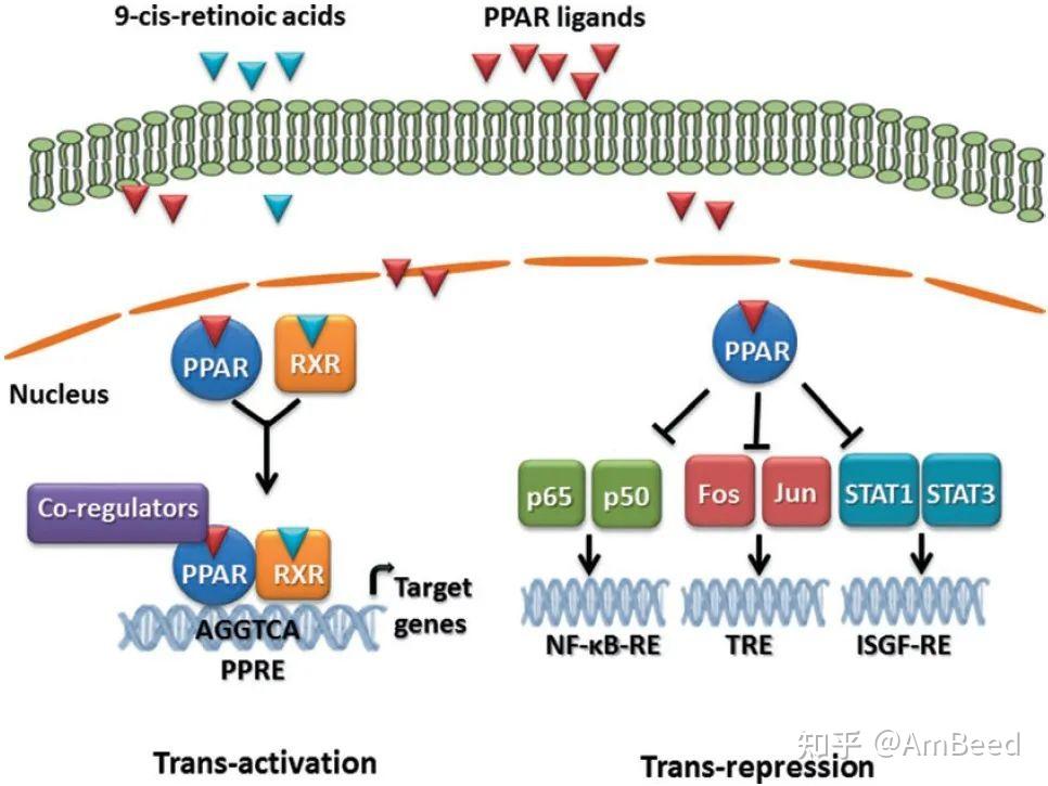 【AmBeed解析】探秘PPAR：细胞内的“千面”靶点 - 知乎