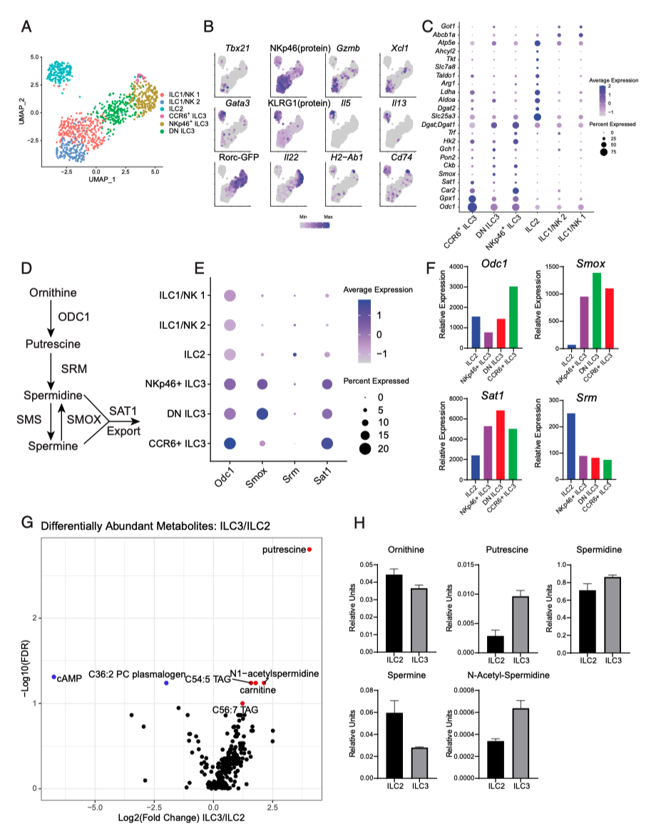 PNAS丨鸟氨酸脱羧酶通过正调节 IL-22 转录支持感染性和自身免疫性结肠炎中的 ILC3 反应 - 知乎