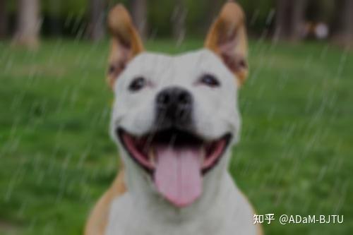 Albumentation文档 - 知乎