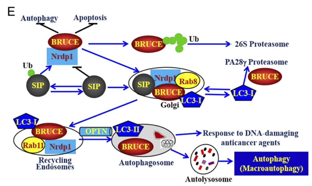 Nature Communications | BIRC6介导的细胞凋亡和自噬调控的分子机制 - 知乎