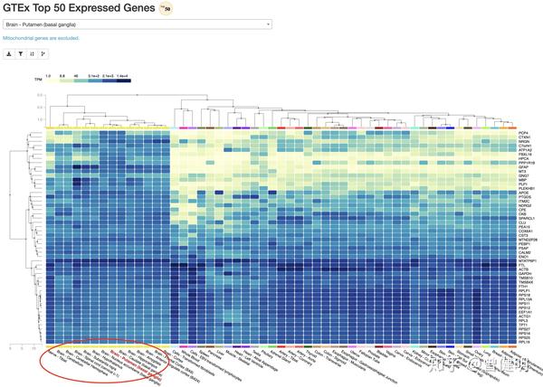 使用gtex数据库找组织特异性表达基因 - 知乎