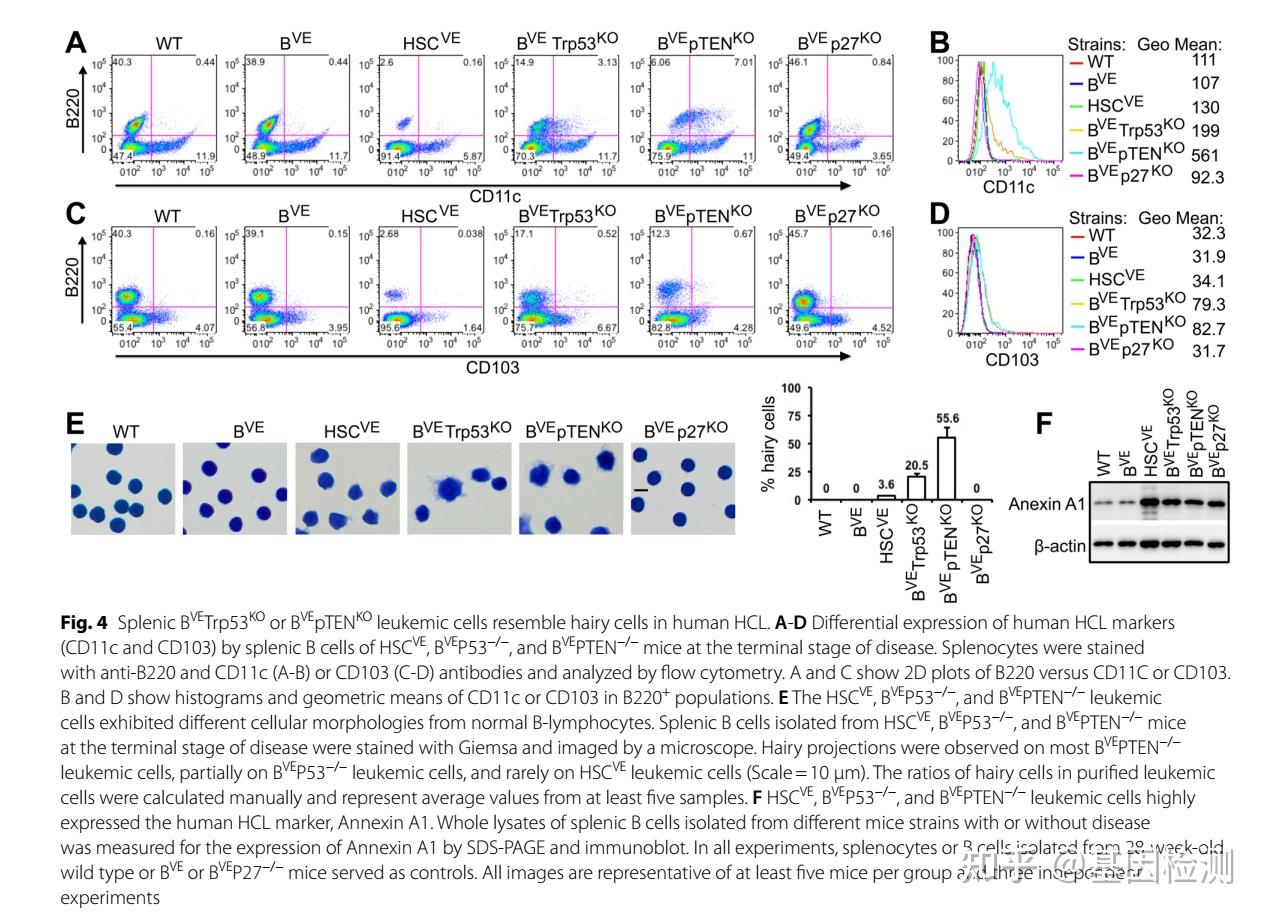 BRAF(V600E)突变与Trp53或pTEN缺失共同驱动毛细胞白血病起源于B淋巴细胞 - 知乎