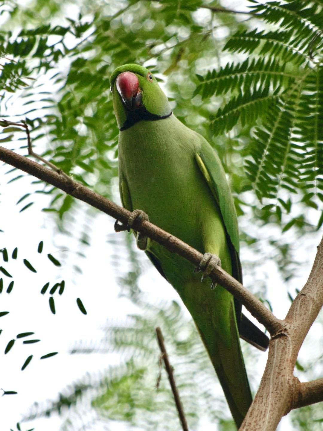 DEBERTA：解耦注意力的解码增强型BERT - 知乎