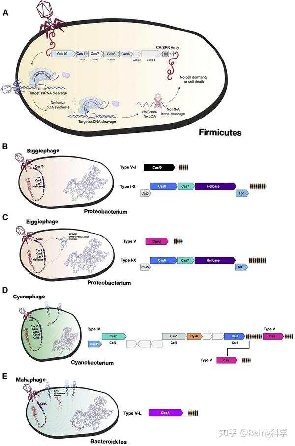 诺奖得主新发现：Casλ作为CRISPR-Cas酶的新来源，其紧凑结构能实现植物和人类细胞基因组编辑 - 知乎