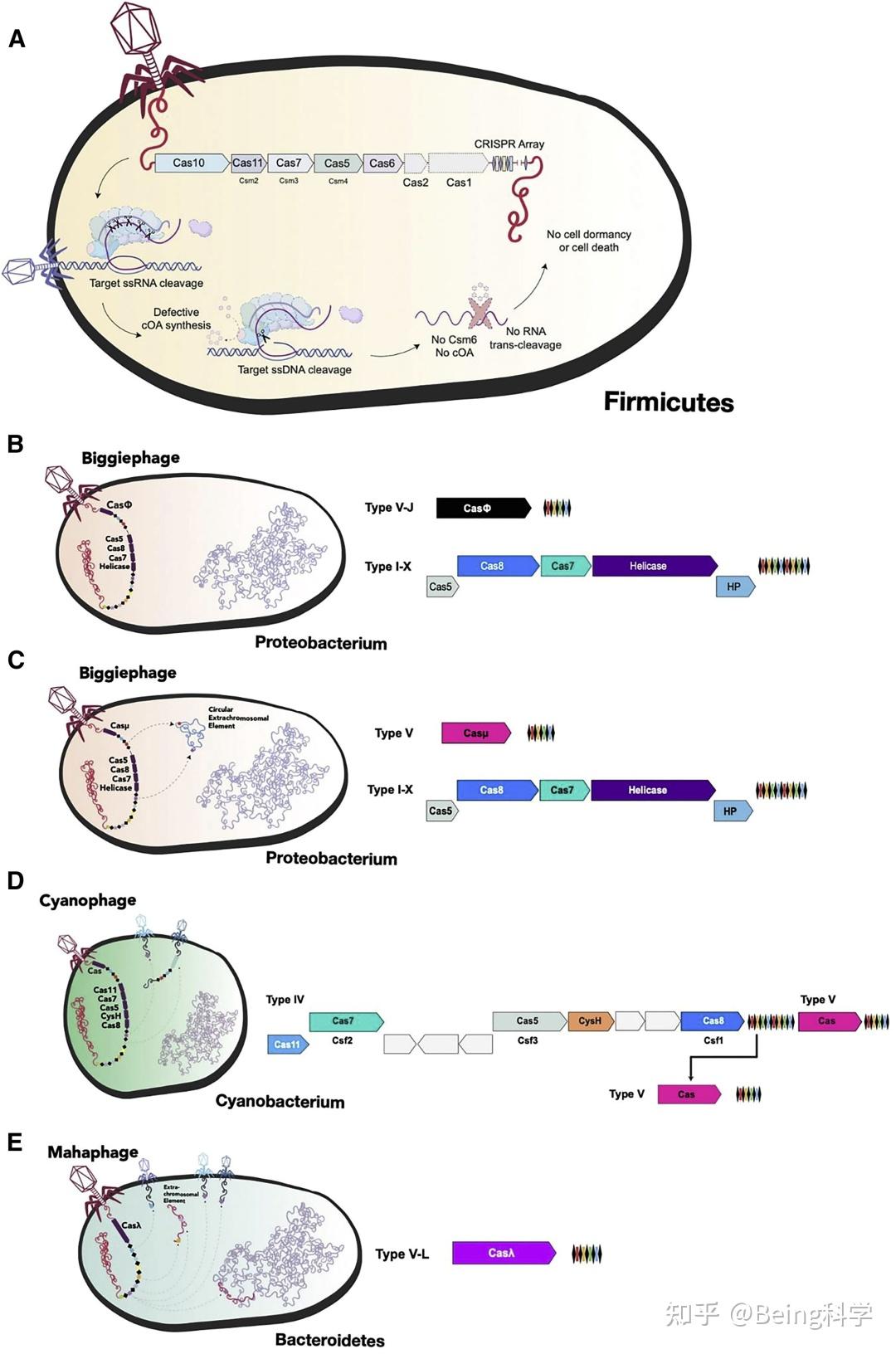 诺奖得主新发现：Casλ作为CRISPR-Cas酶的新来源，其紧凑结构能实现植物和人类细胞基因组编辑 - 知乎