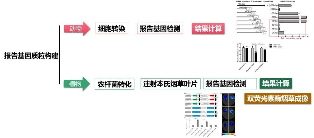 干货！如何验证转录因子与靶基因启动子互作？ - 知乎