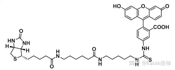 荧光素标记的生物素FITC-Biotin(134759-22-1)操作步骤有哪些？ - 知乎