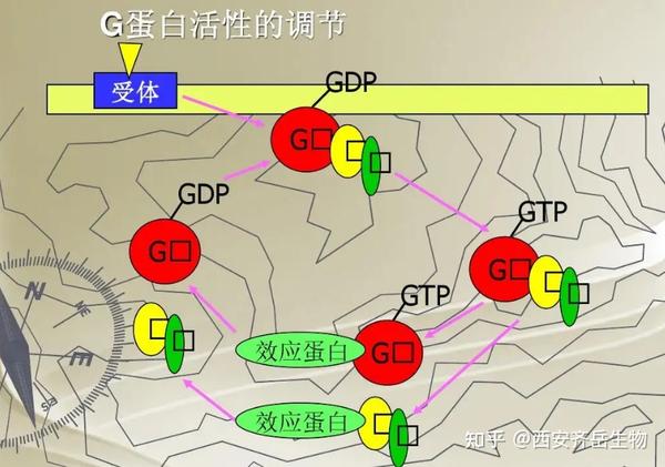 HRP-重组蛋白G；HRP, Cy5.5/Cy5/Cy7 Labeled 荧光标记物 - 知乎