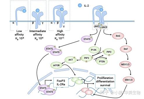 IL2RA(CD25)：CD4+CD25+Tregs亚群最特异性标志物，抑制效应T细胞，免疫领域热点分子！ - 知乎