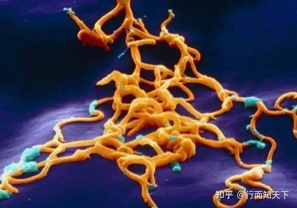EM菌是 Effective Microorganisms 的缩写，有效微生物菌群，它是由功能各异的多种微生物组成的一种活菌制剂，对土壤恶化 ...