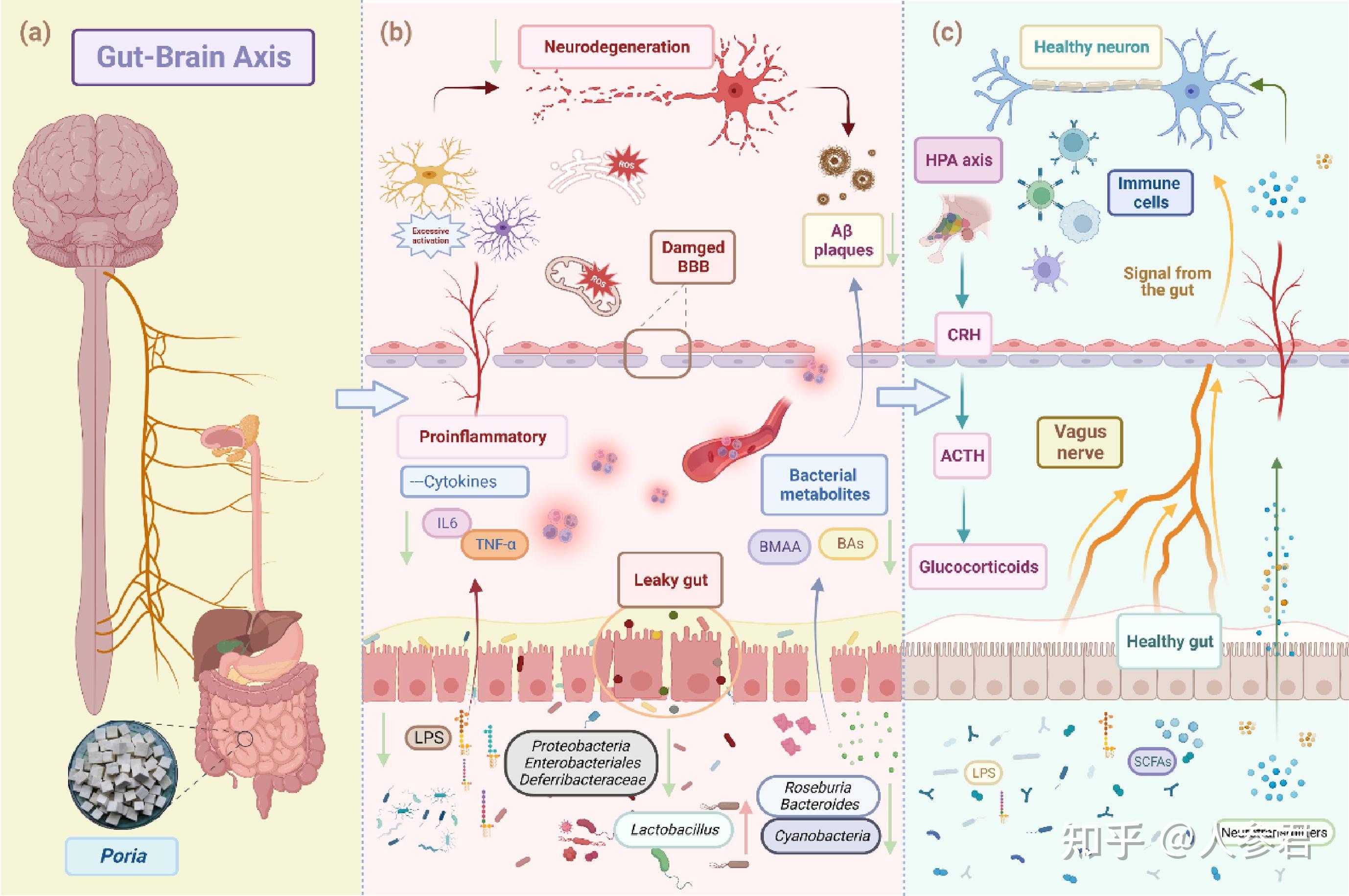 J Adv Res | 肠道微生物群：药食同源物质调控的神奇多功能靶点 - 知乎