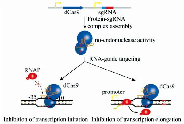 谈谈CRISPR/dCas9系统的“百变”应用（一） - 知乎