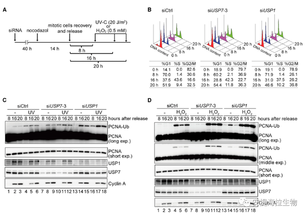 USP7是人类细胞中PCNA泛素化和氧化应激诱导突变的抑制因子 - 知乎
