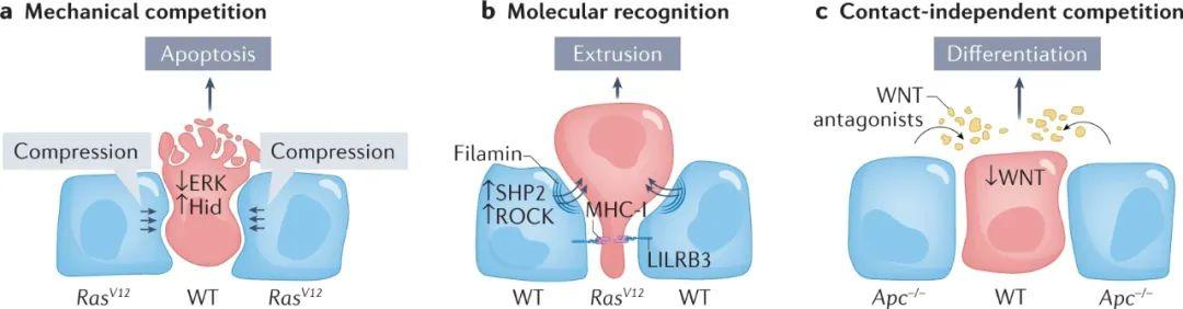 Nat Rev | 细胞竞争机制为癌症治疗提供线索 - 知乎