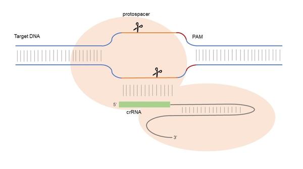 技术分享| 基于CRISPR/Cas9基因编辑技术的相关应用 - 知乎