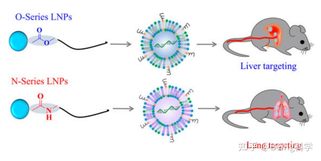 PNAS：许巧兵团队开发肺靶向LNP，实现mRNA药物安全高效和特异性递送 - 知乎