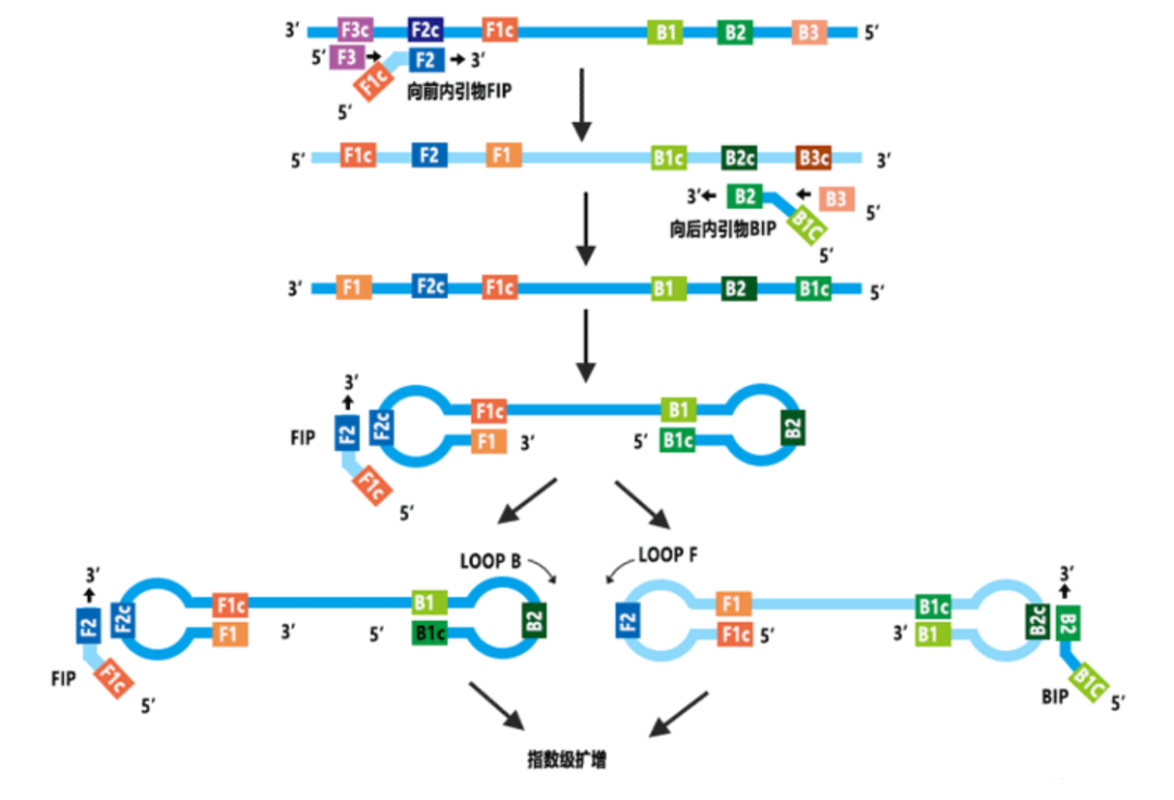 PCR、LAMP、RPA核酸扩增技术的比较 - 知乎