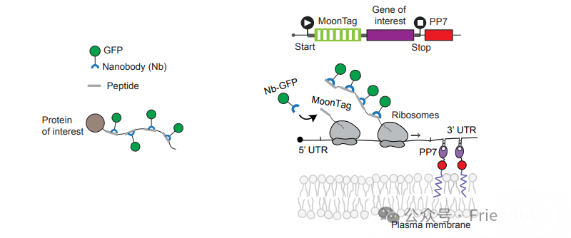 MoonTag：单分子成像的“月光标签” - 知乎