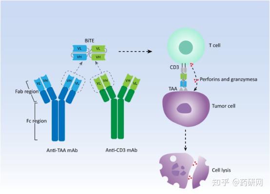 胃癌潜力靶点：Claudin 18.2 - 知乎