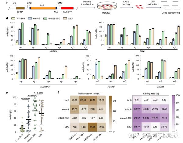 基于工程化改造的IscB-nickase的小型化碱基编辑器开发 - 知乎