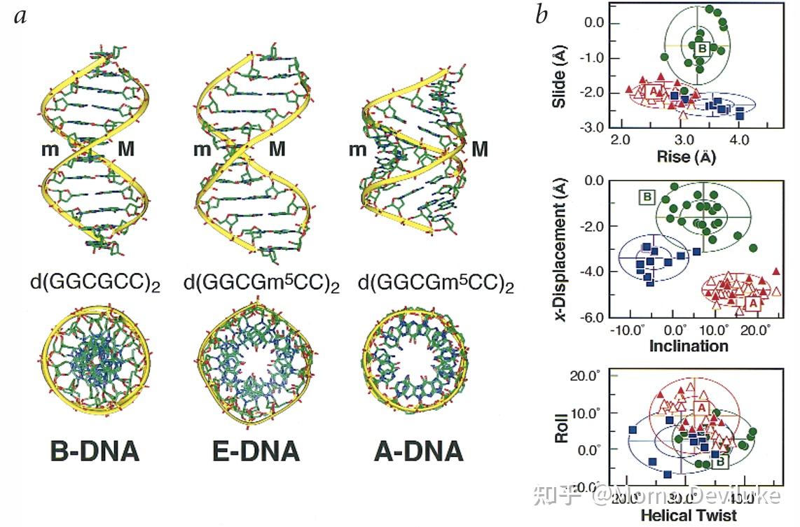 生物偏门知识整理——C型/D型/E型-DNA - 知乎