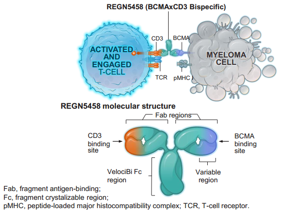 艾伯维决定收购TeneoOne获得BCMA/CD3双抗TNB-383B - 知乎