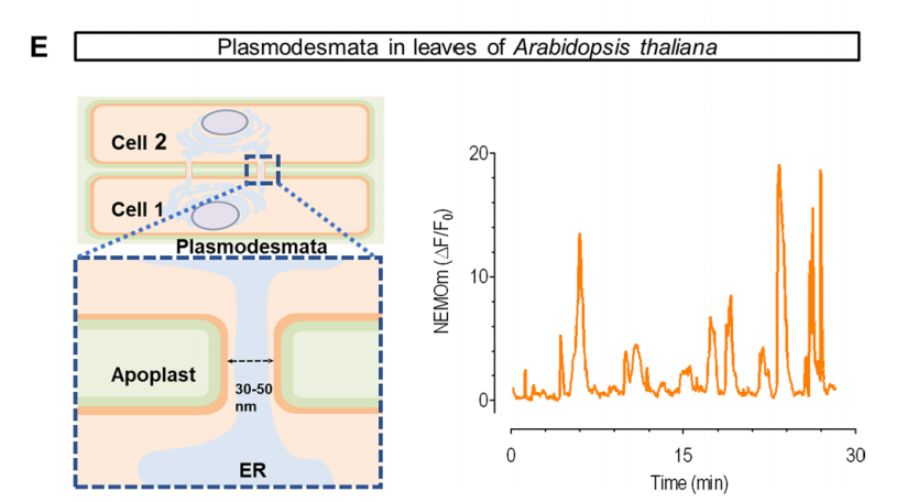 小布解读 | Nat Methods | 王友军/章晓辉/唐爱辉团队合作开发新型钙指示剂 NEMO-具有大动力学和高灵敏度 - 知乎