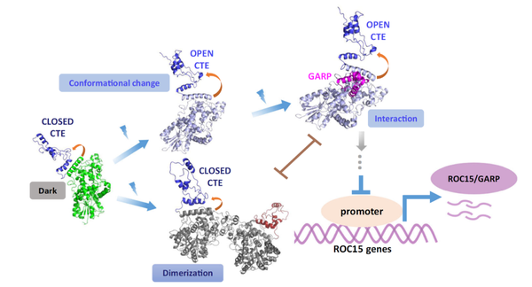 Commun Biol︱谭砚文/刘海广团队合作揭示隐花色素的光响应构型变化及分子作用机制 - 知乎
