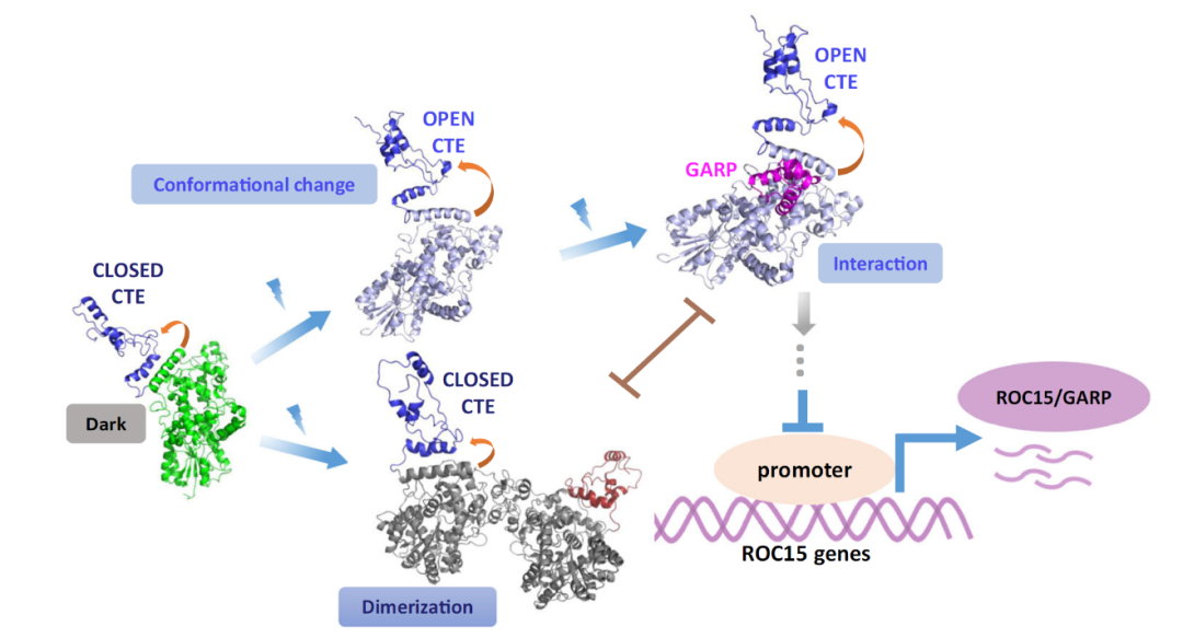 Commun Biol︱谭砚文/刘海广团队合作揭示隐花色素的光响应构型变化及分子作用机制 - 知乎