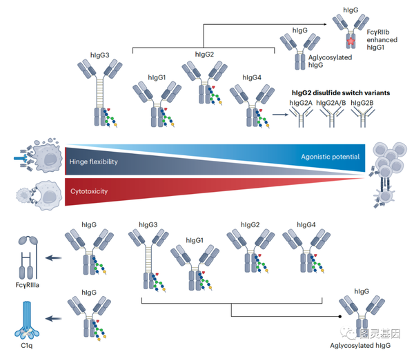 Nat Immu | 翻译后修饰和亚类对IgG活性的影响：从免疫到免疫治疗 - 知乎