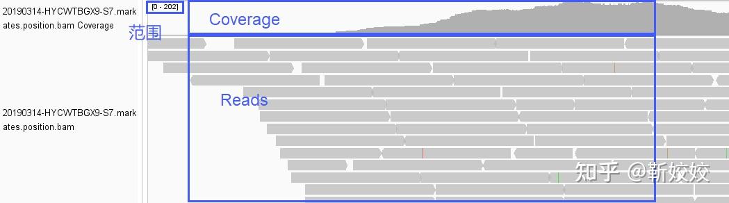 IGV快速上手指南（二）——查看靶向捕获测序数据及探针文件 - 知乎