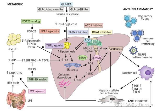 热门赛道NASH在研情况和治疗策略 - 知乎