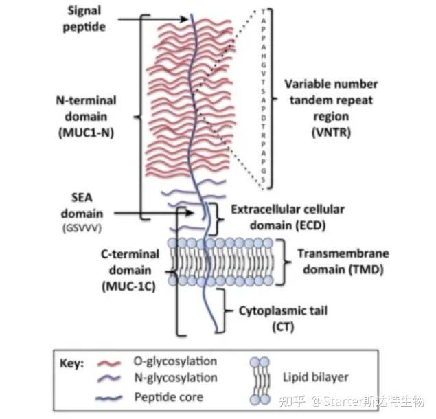 MUC1（Mucin1)/CD227与肿瘤治疗 - 知乎